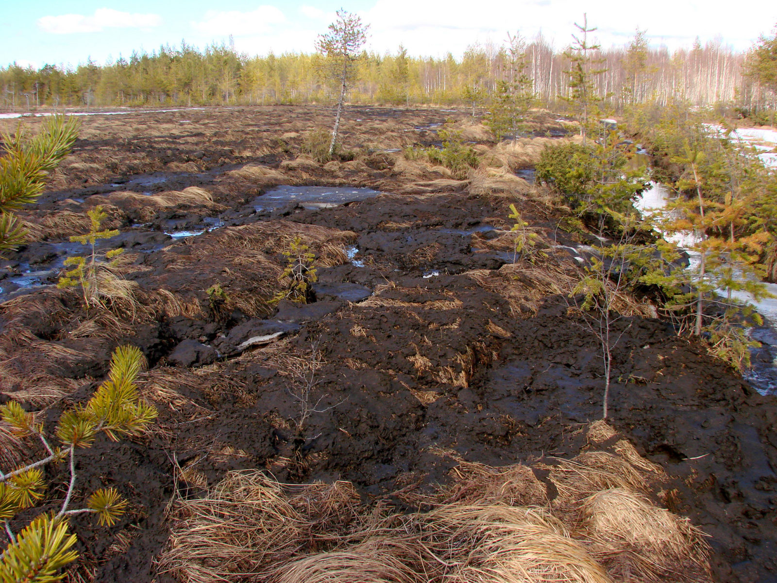 Helmikuun blogi: Turve kuuluu suohon, ei voimalaan! – Hiilivapaa Suomi